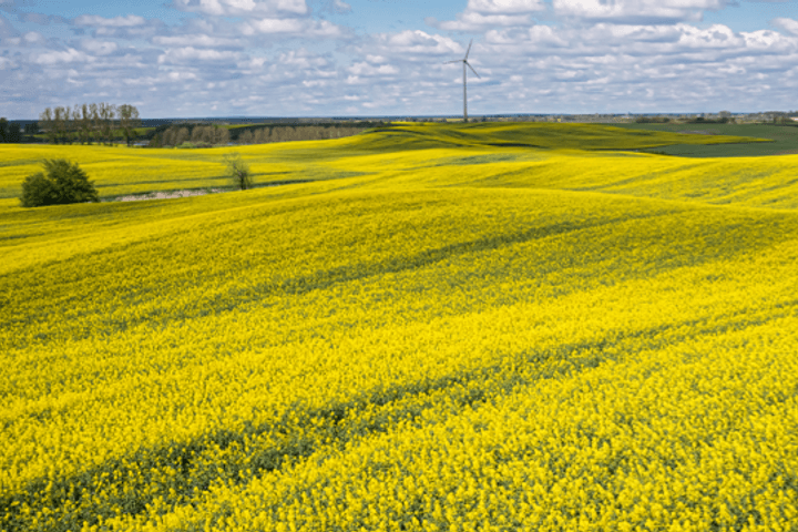Rapeseed Farming with DJI Agriculture Drone Solutions