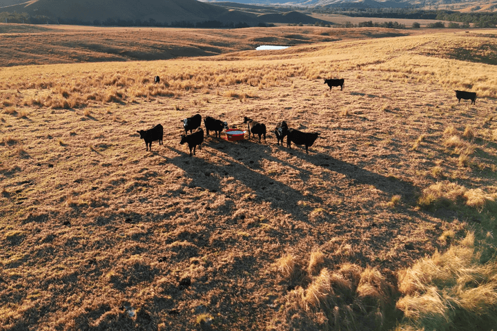 Pasture is a predominant land use for the globe's agricultural areas ...