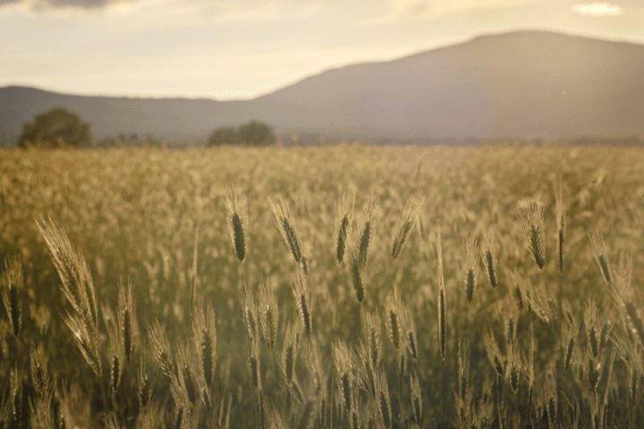 Elevating Wheat Yields with DJI Agriculture Drones in Romania
