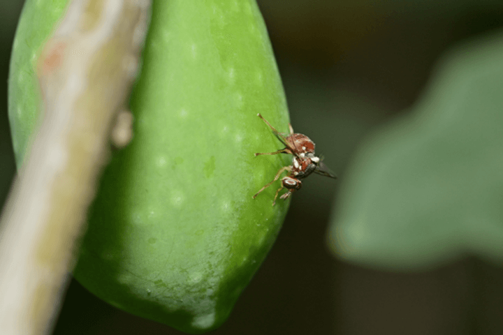 Revolutionizing Fruit Fly Control with DJI Agriculture Drone Solutions